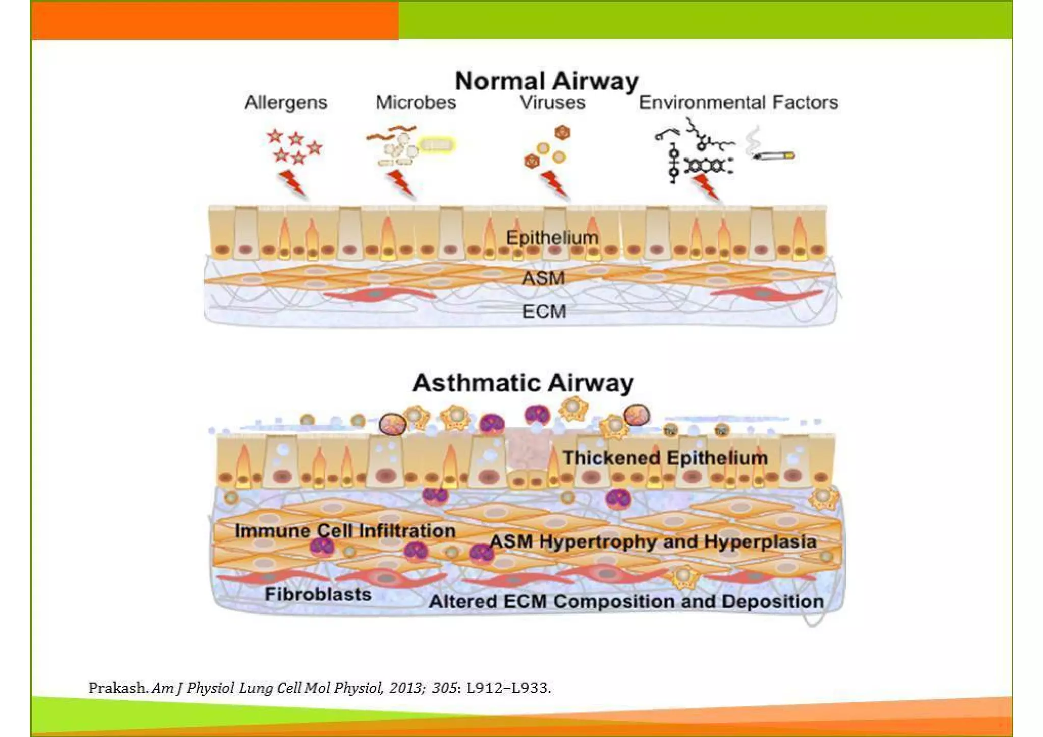 Bronchial provocation test in clinical practice | PDF