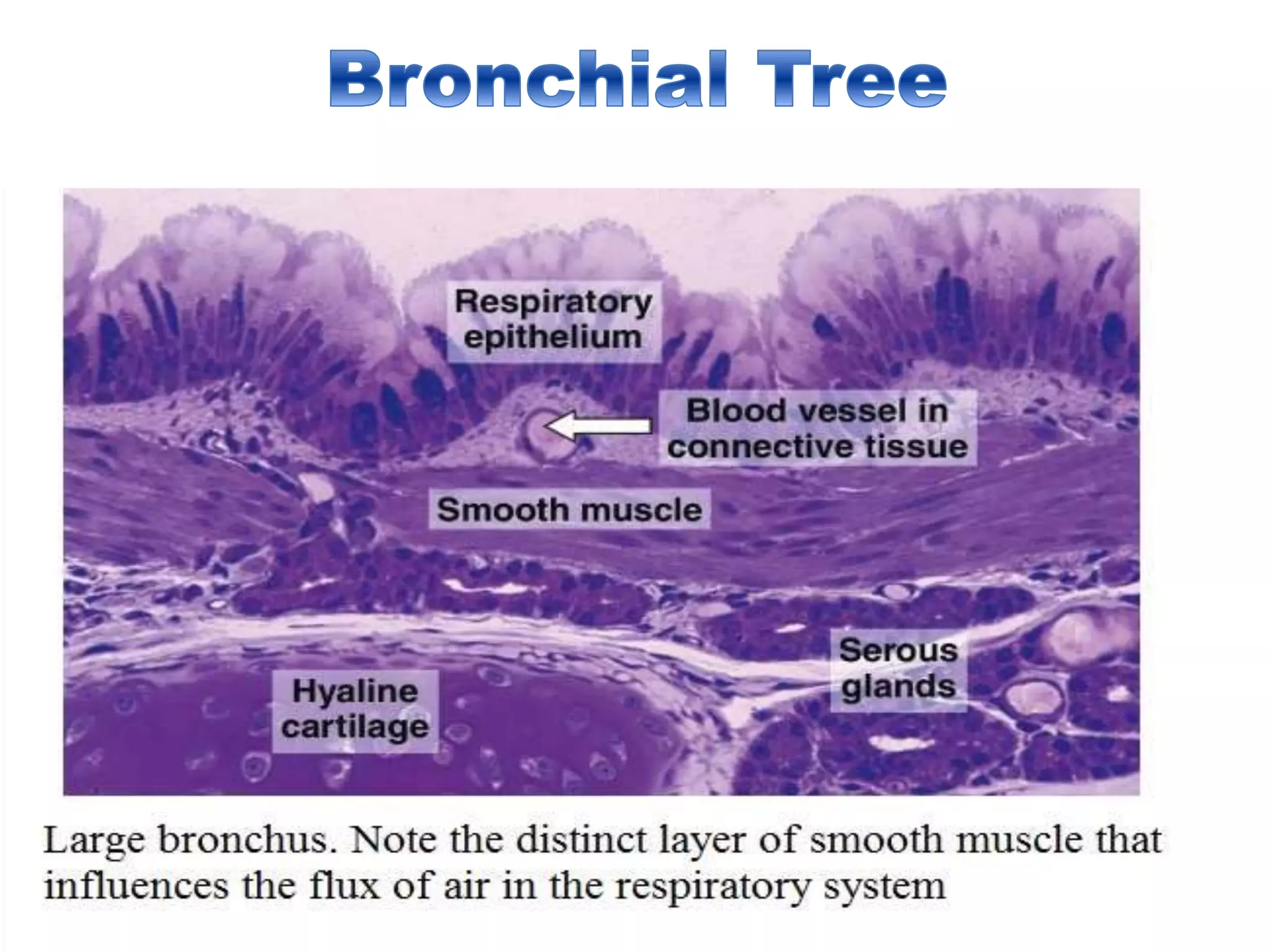 Bronchial tree | PPTX