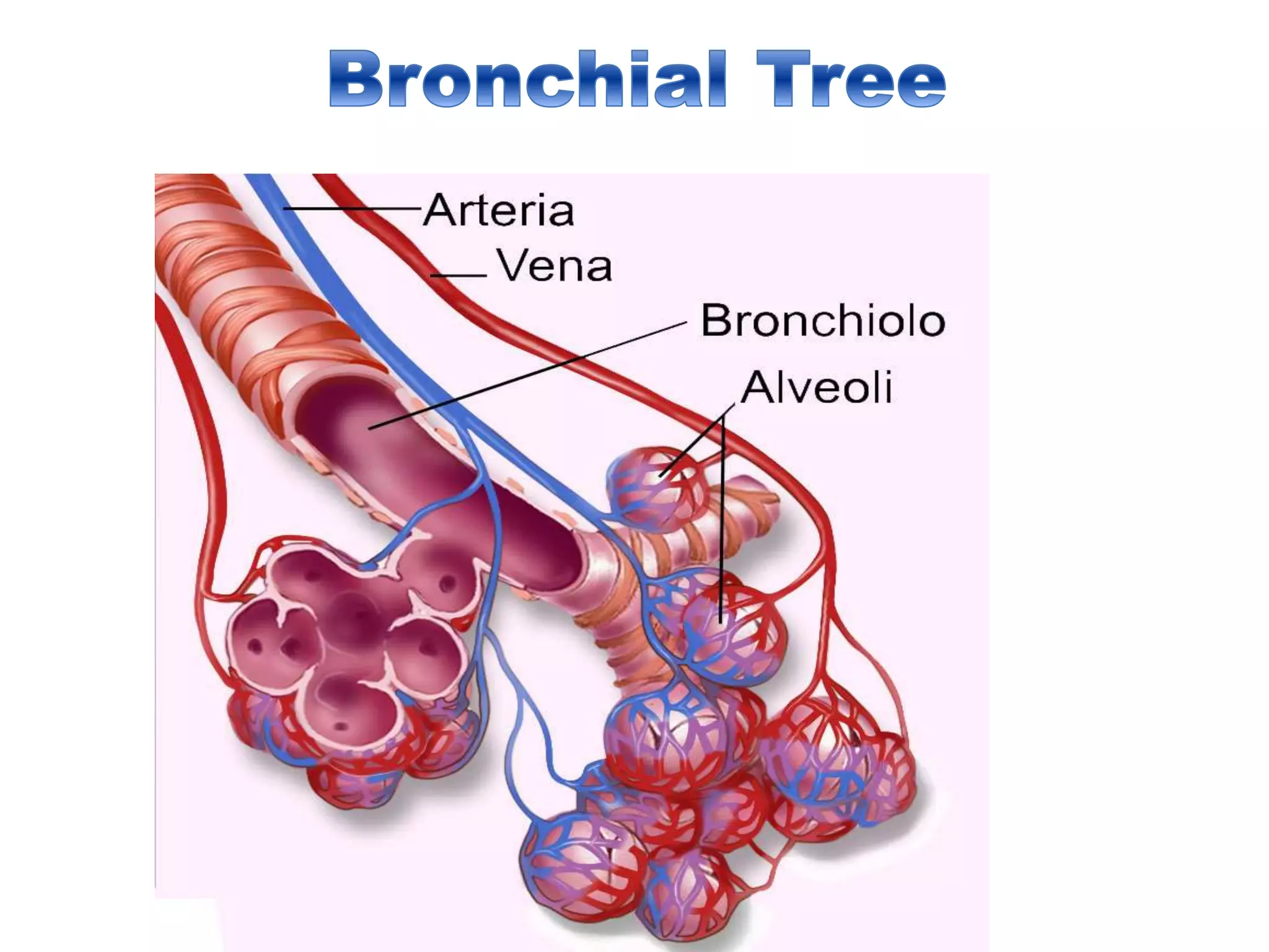Bronchial tree | PPTX