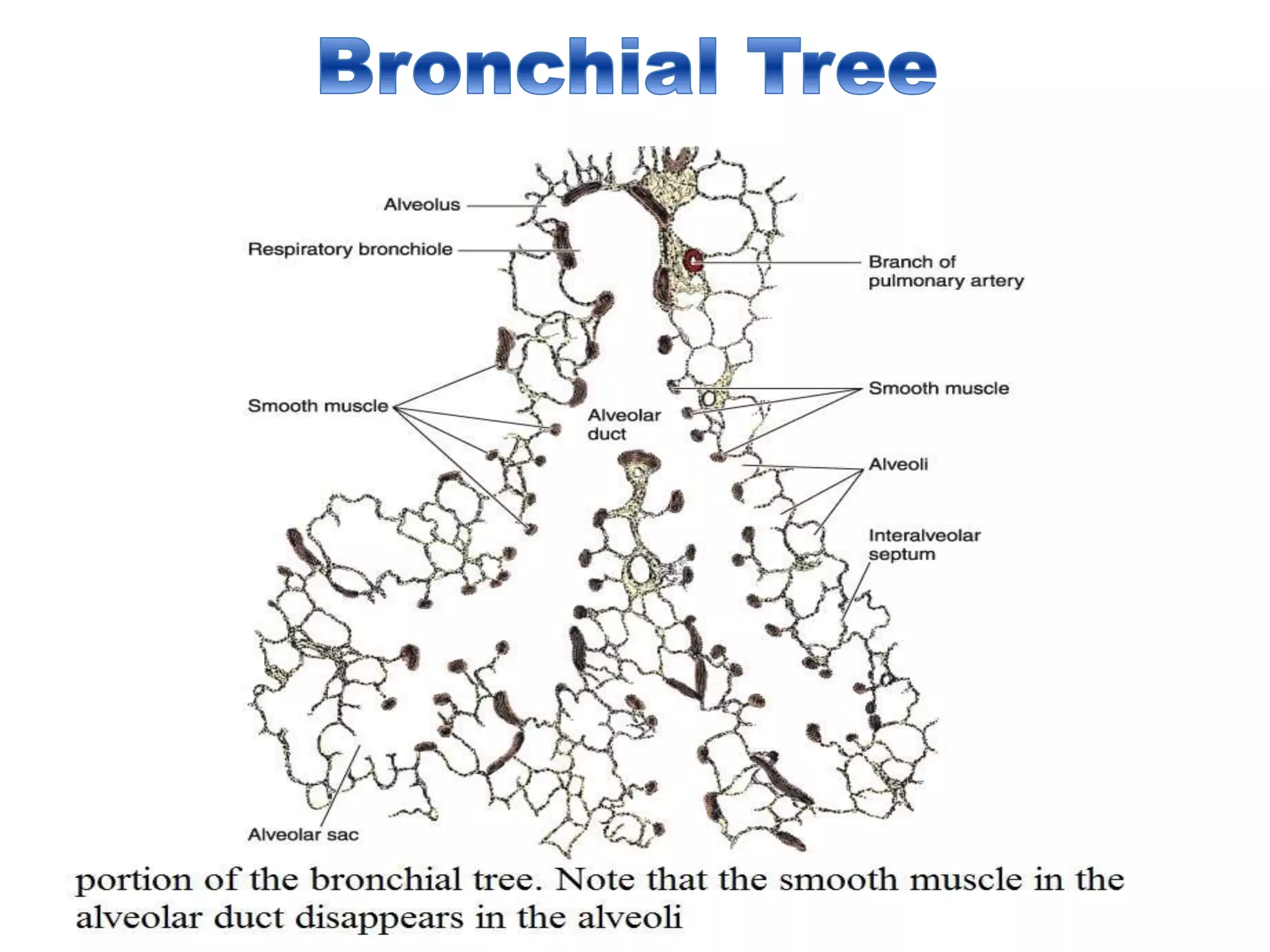 Bronchial tree | PPTX
