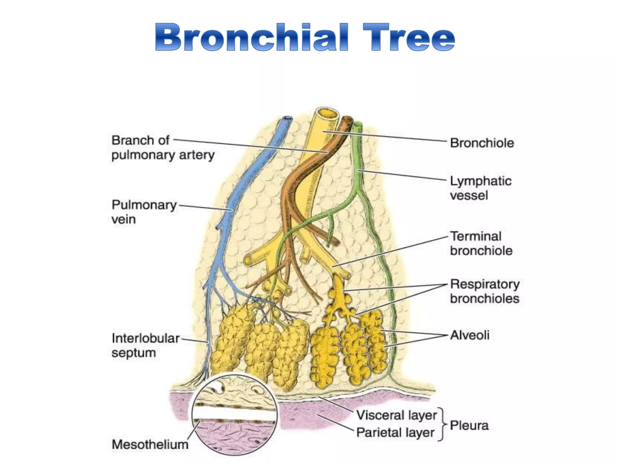 Bronchial tree | PPTX
