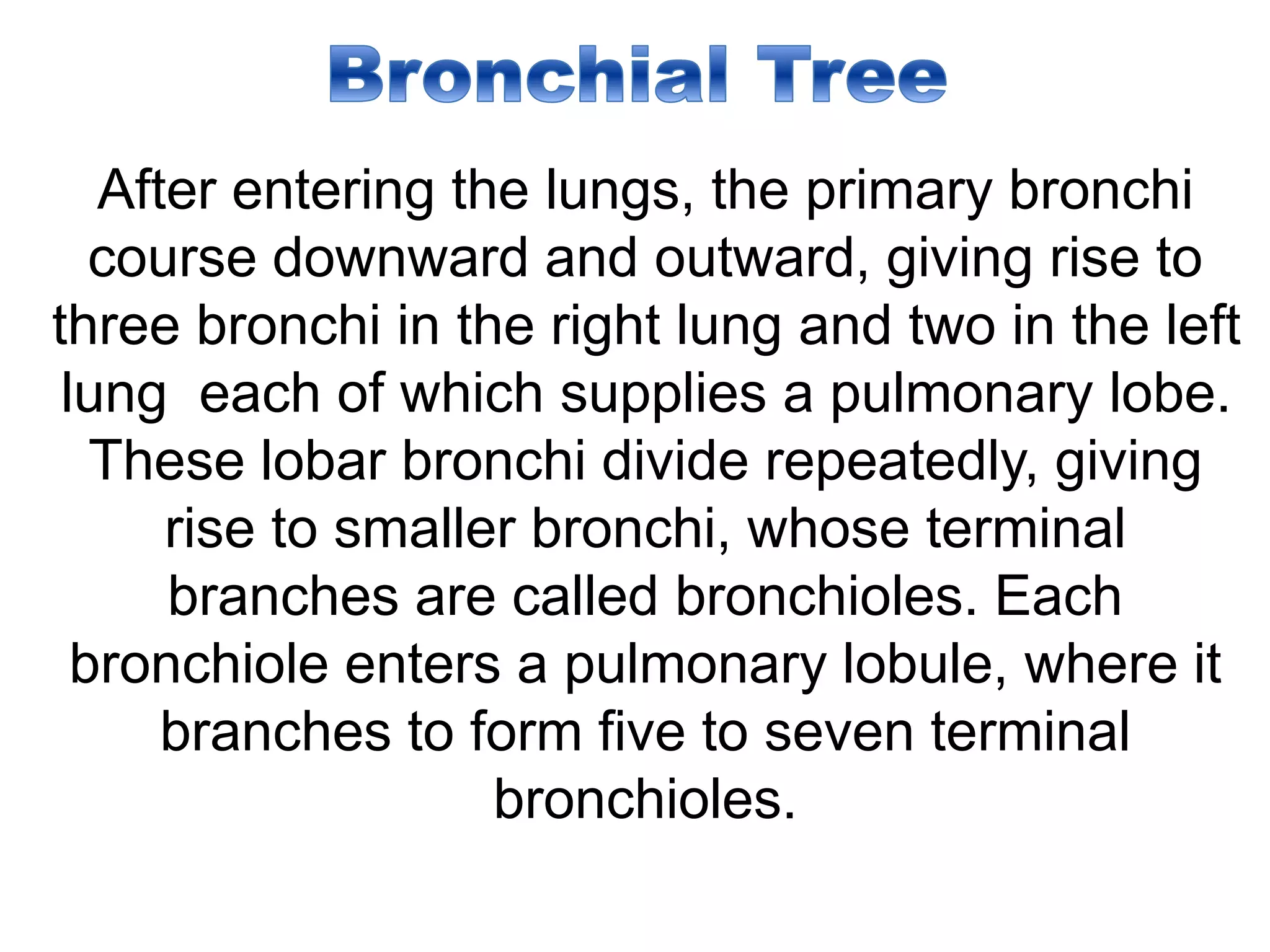Bronchial tree | PPTX