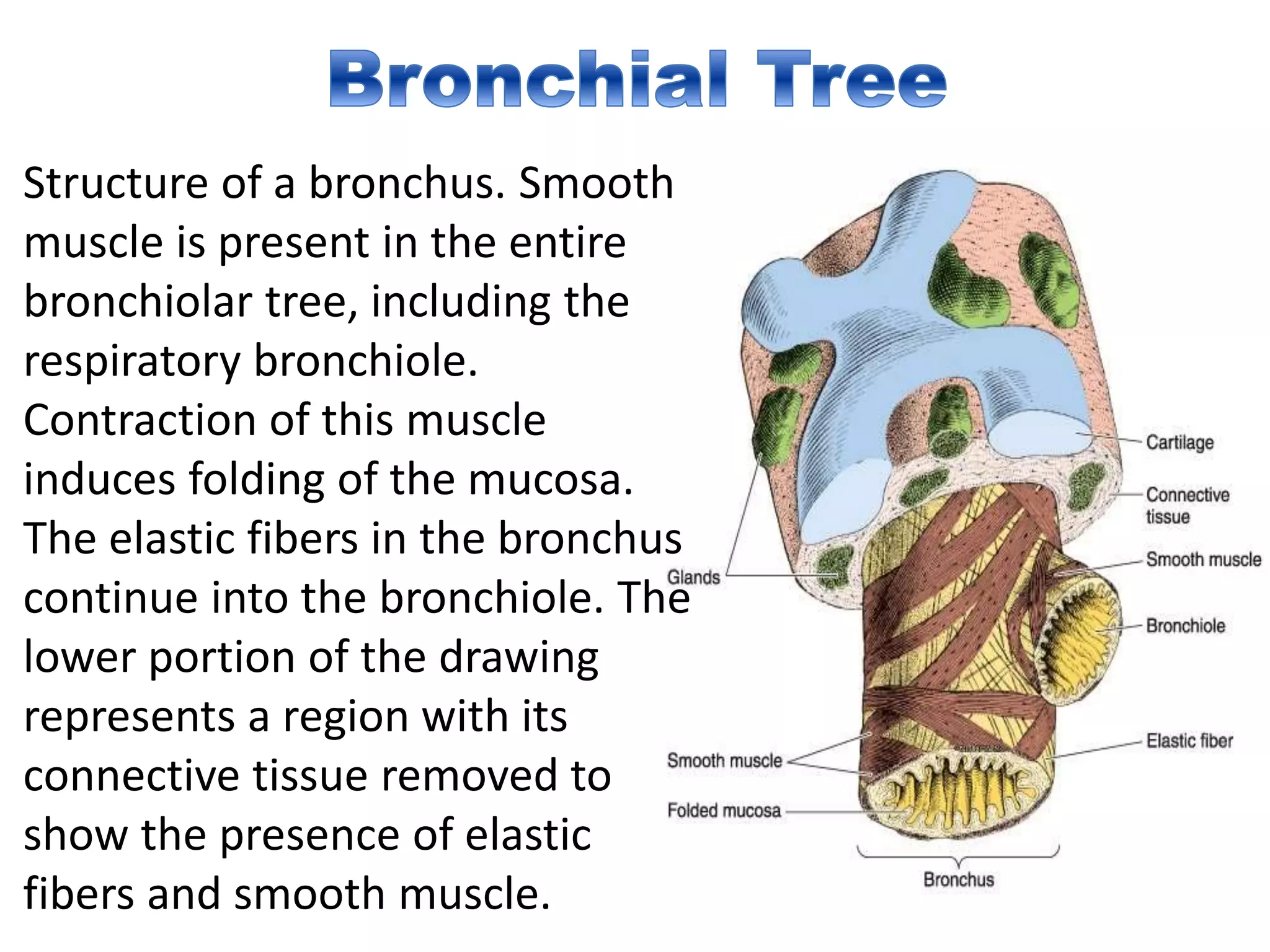 Bronchial tree | PPTX