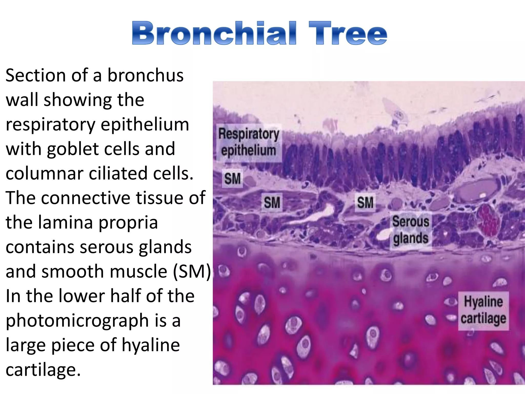 Bronchial tree | PPTX
