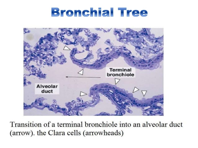 Bronchial tree | PPTX