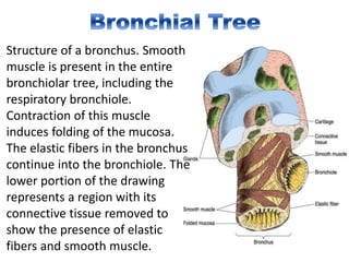 Bronchial tree | PPTX
