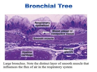 Bronchial Tree Histology