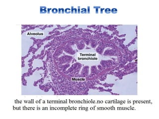 Bronchial Tree Histology