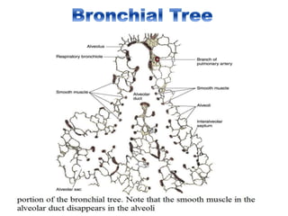 Bronchial Tree Histology