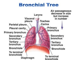 Bronchial Tree Anatomy Diagram