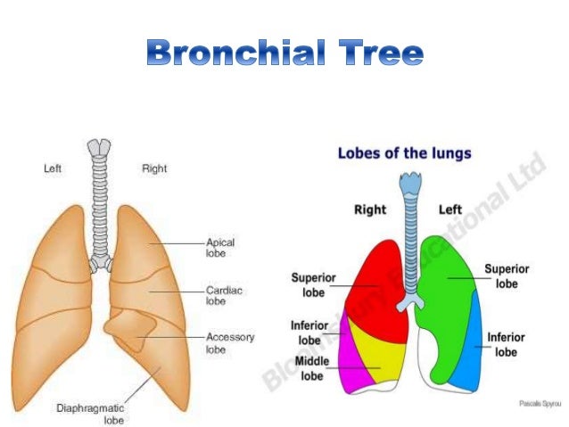 Bronchial tree