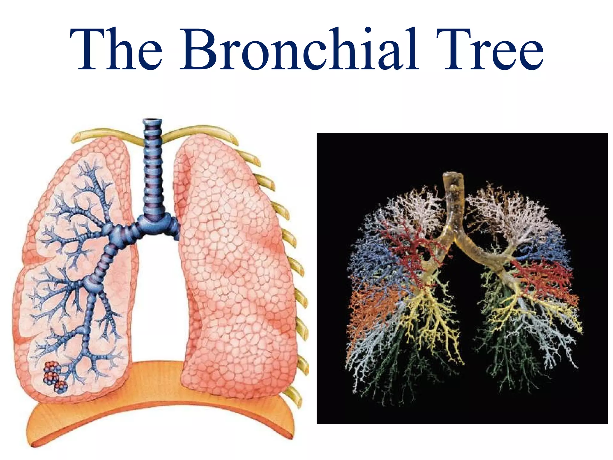Bronchial tree alveoli lungs review | PPT