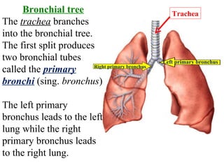 Bronchial tree alveoli lungs review | PPT