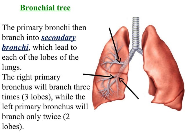 Bronchial tree alveoli lungs review | PPT
