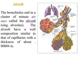 Bronchial tree alveoli lungs review | PPT