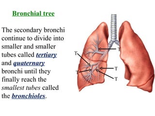 Bronchioles And Alveoli