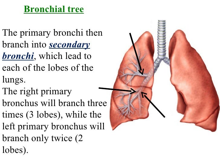 Bronchioles Function Bronchioles Definition, Location, Anatomy ...