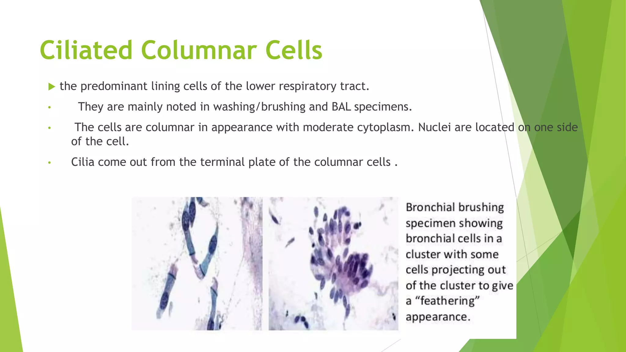 Bronchial washings and brushings | PPT