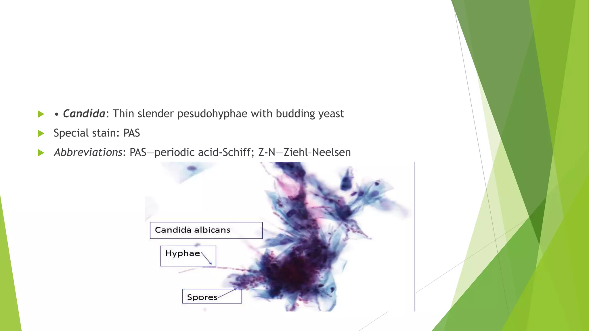 Bronchial washings and brushings | PPT