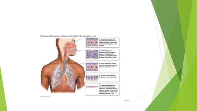 Bronchial washings and brushings | PPT | Lung and Respiratory Health ...