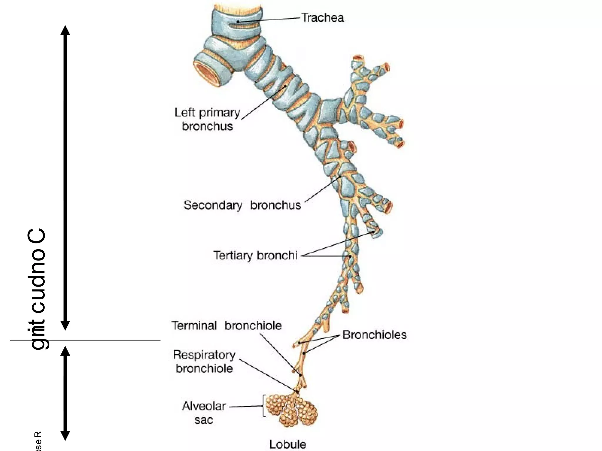 Bronchiectasis | PPT