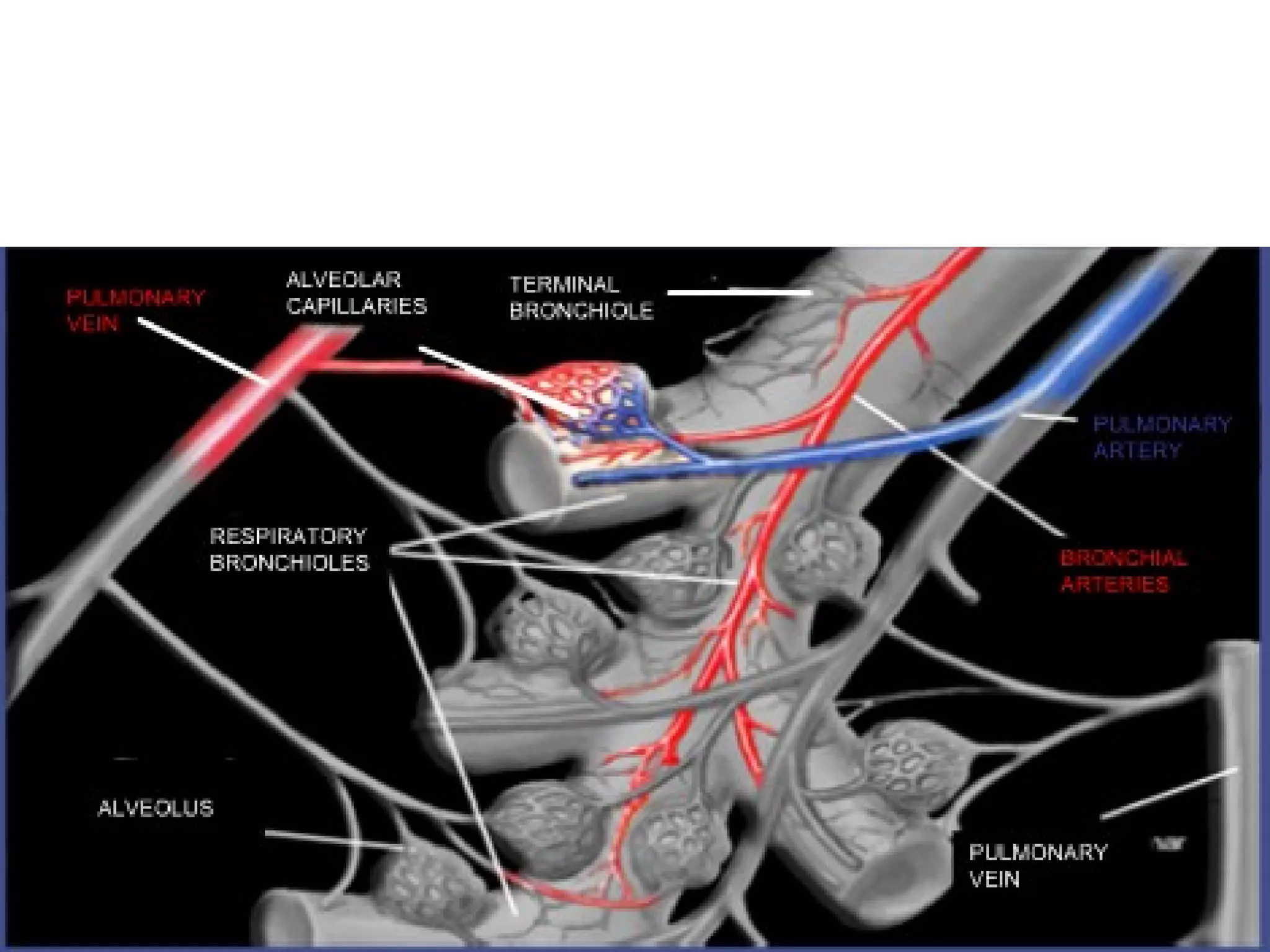 Bronchiectasis | PPT