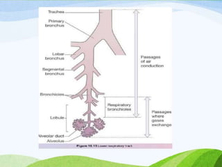 Bronchitis | PPTX