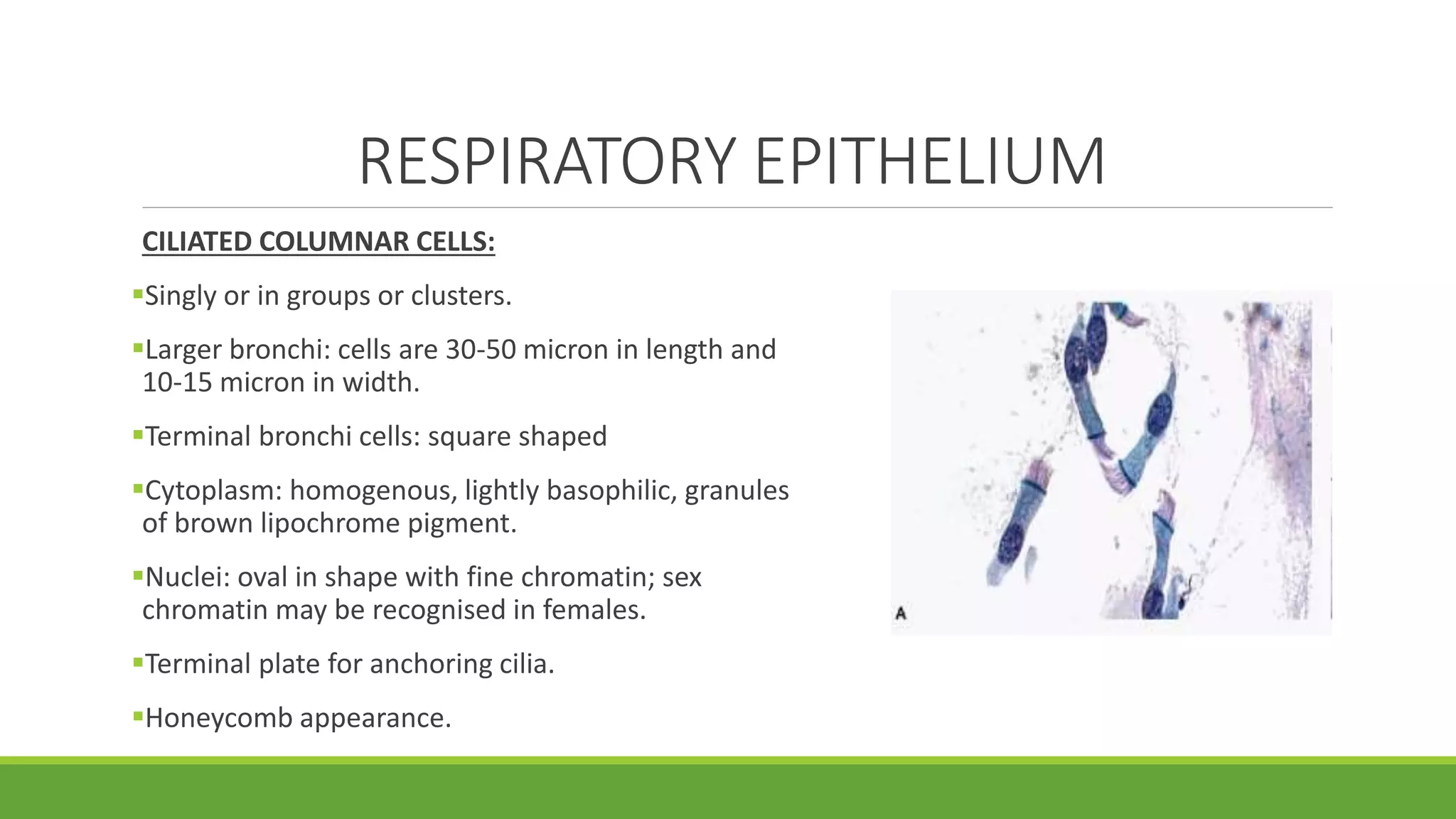 BRONCHOALVEOLAR CYTOLOGY.pptx