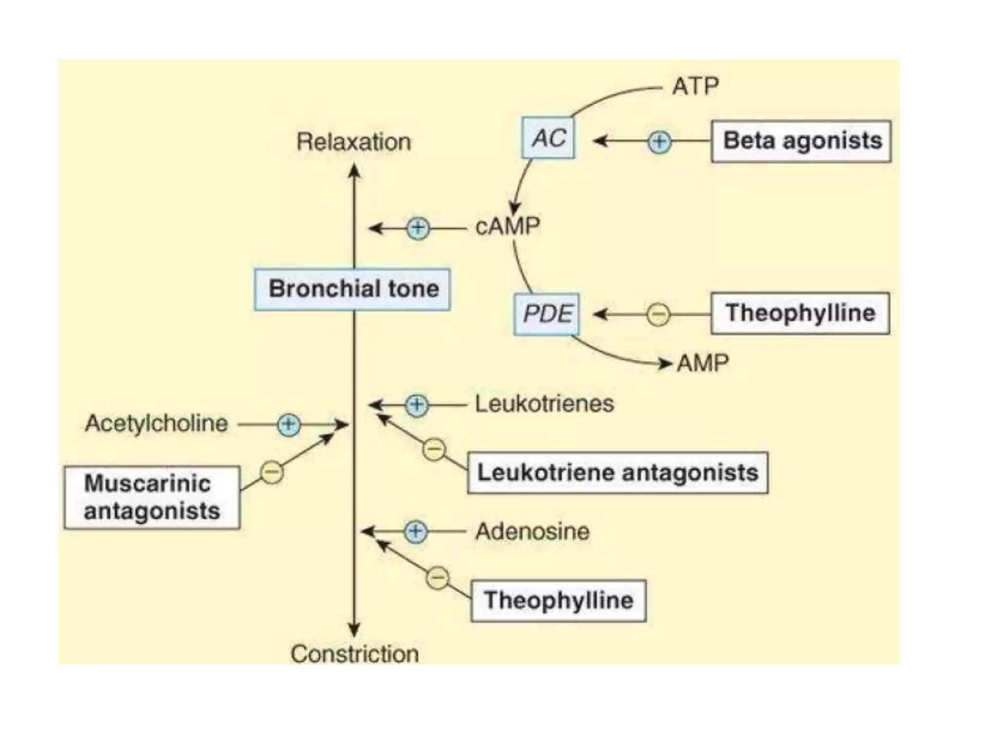 Bronchodilators | PPTX