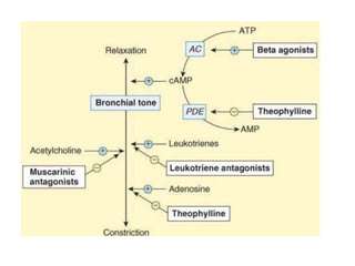 Bronchodilators | PPTX