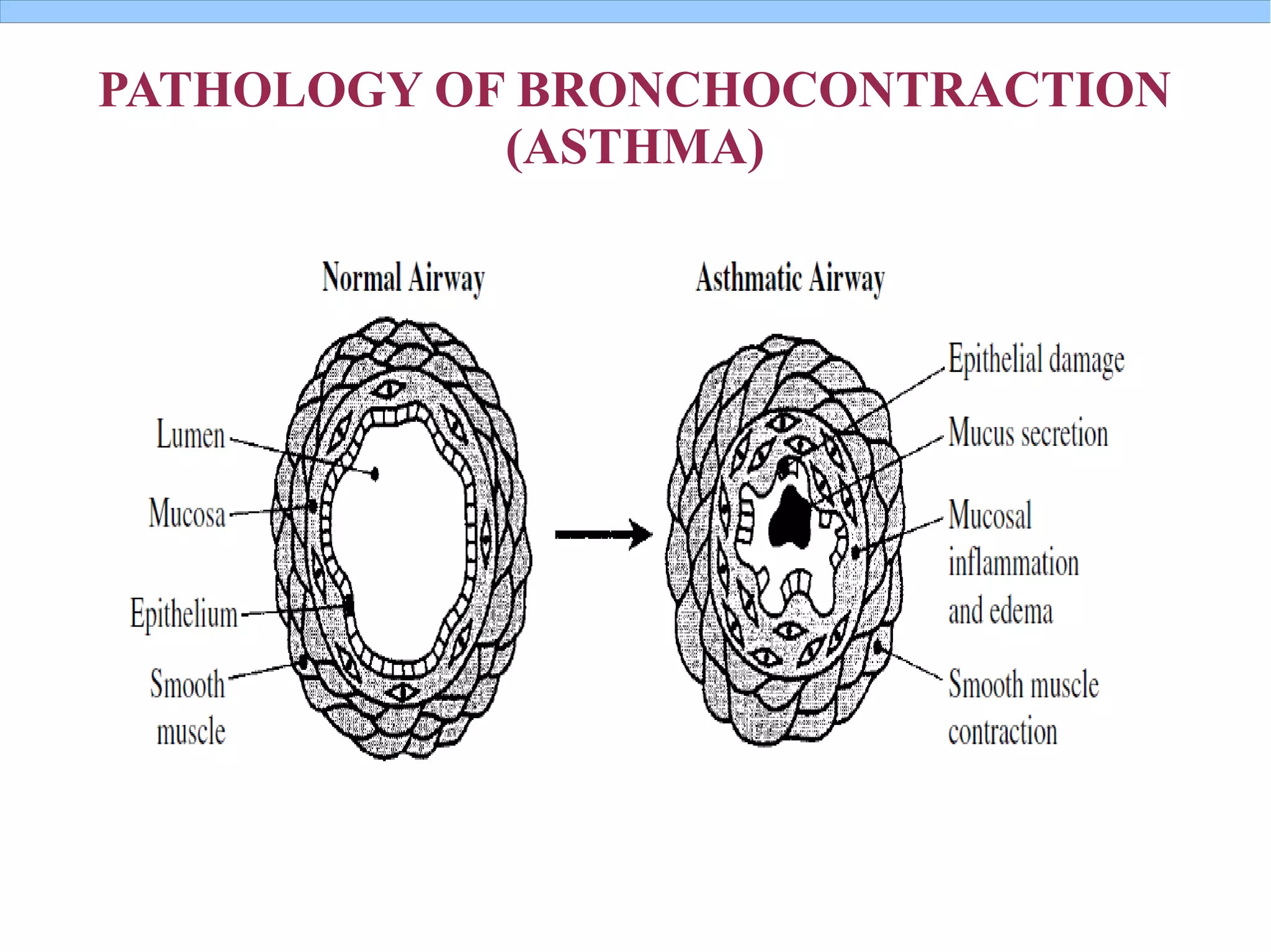 Bronchodilators | ODP