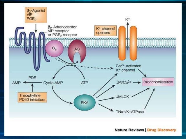 Bronchodilators sympathomimetics