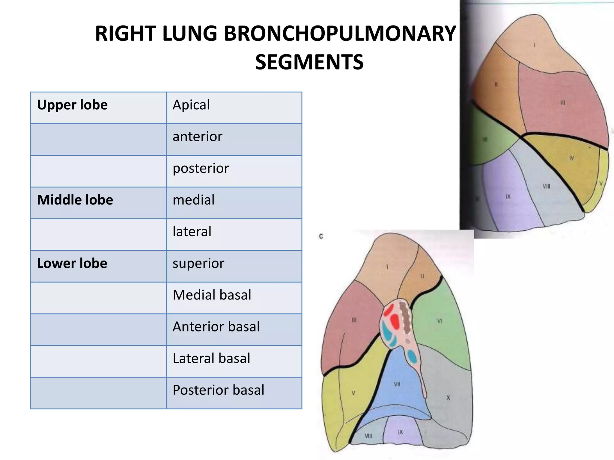 Bronchopulmonary segments | PPTX
