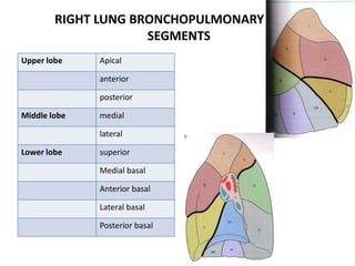 Bronchopulmonary segments | PPTX