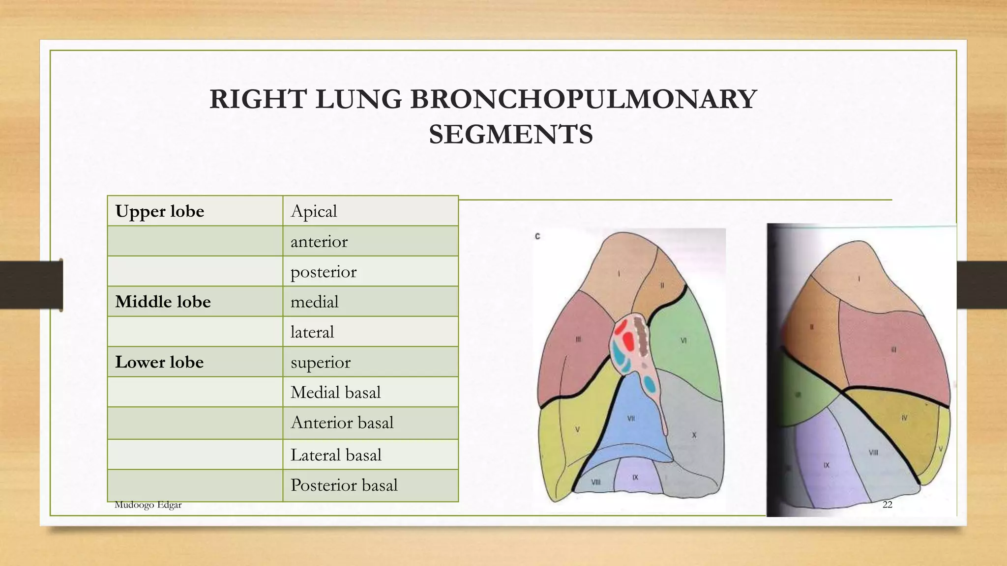 Bronchopulmonary segments | PPTX