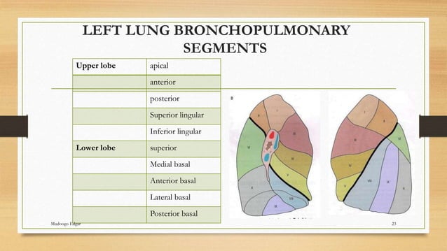 Bronchopulmonary segments | PPTX