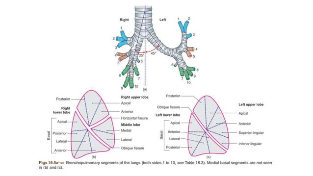 BRONCHOPULMONARY SEGMENTS anatomy ppt.pptx