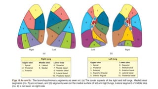 Lung Segmental Anatomy