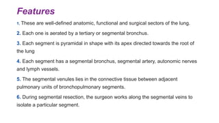 BRONCHOPULMONARY SEGMENTS anatomy ppt.pptx
