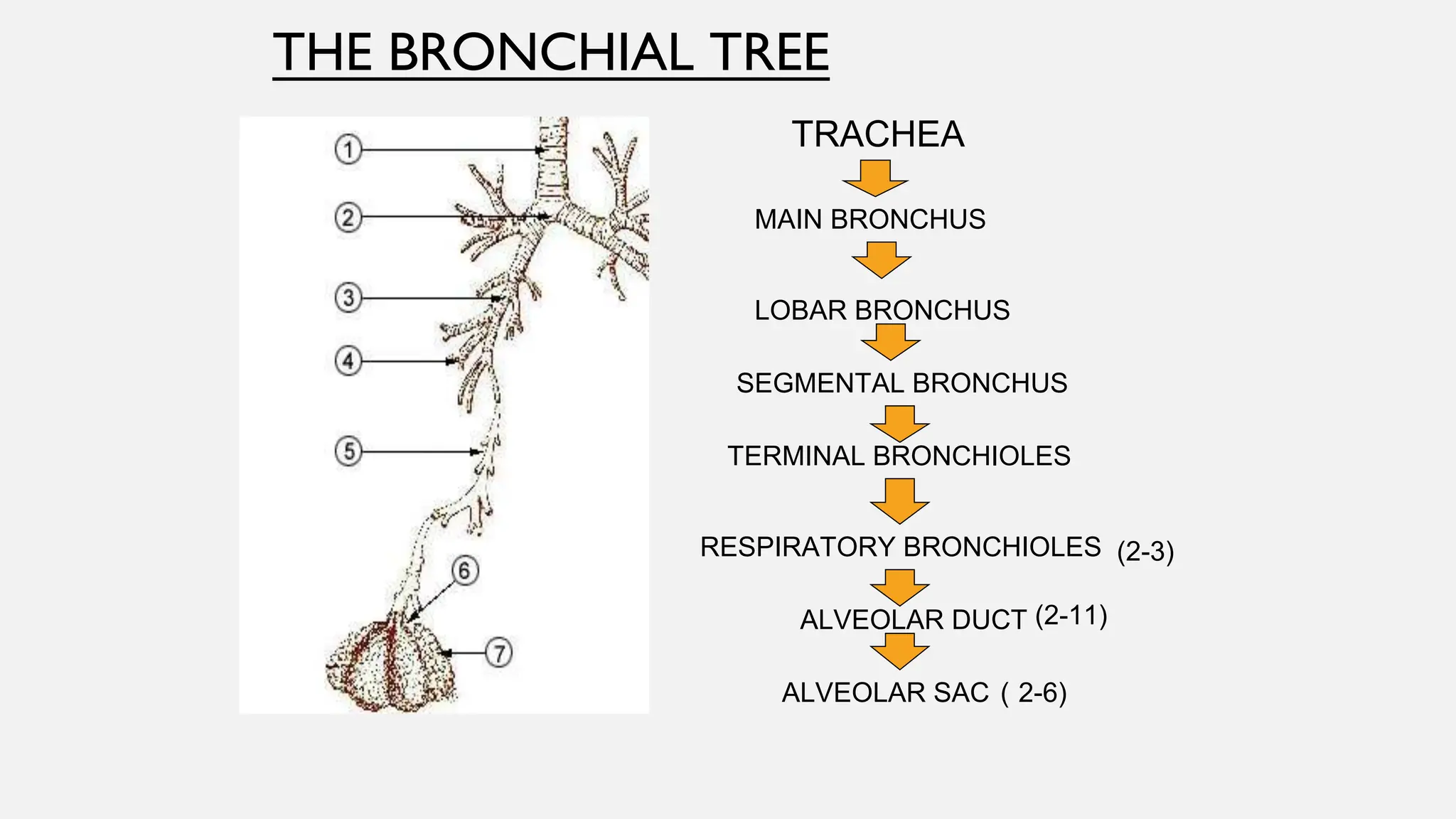 BRONCHOPULMONARY SEGMENTS RADIOLOGY AND IMAGING | PPTX