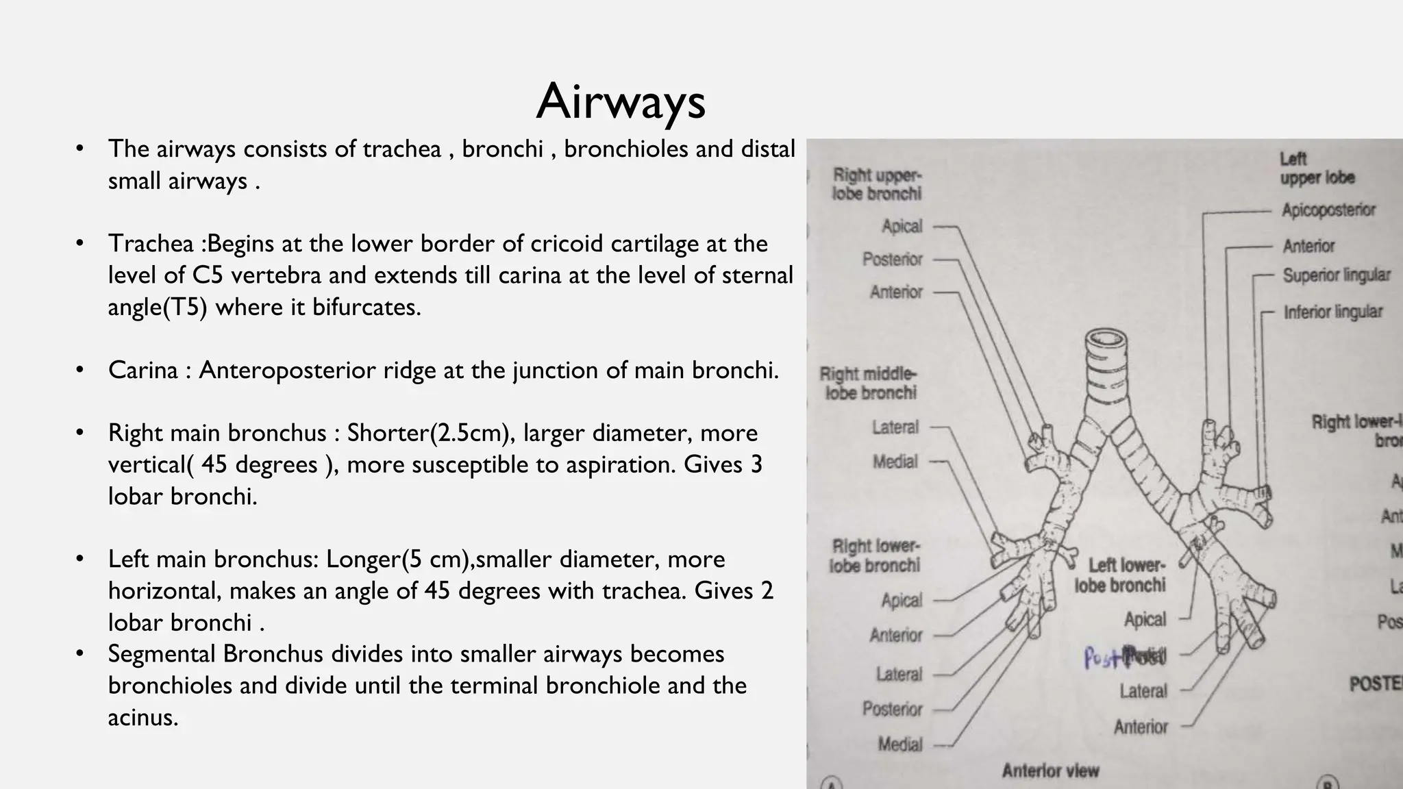 BRONCHOPULMONARY SEGMENTS RADIOLOGY AND IMAGING | PPTX