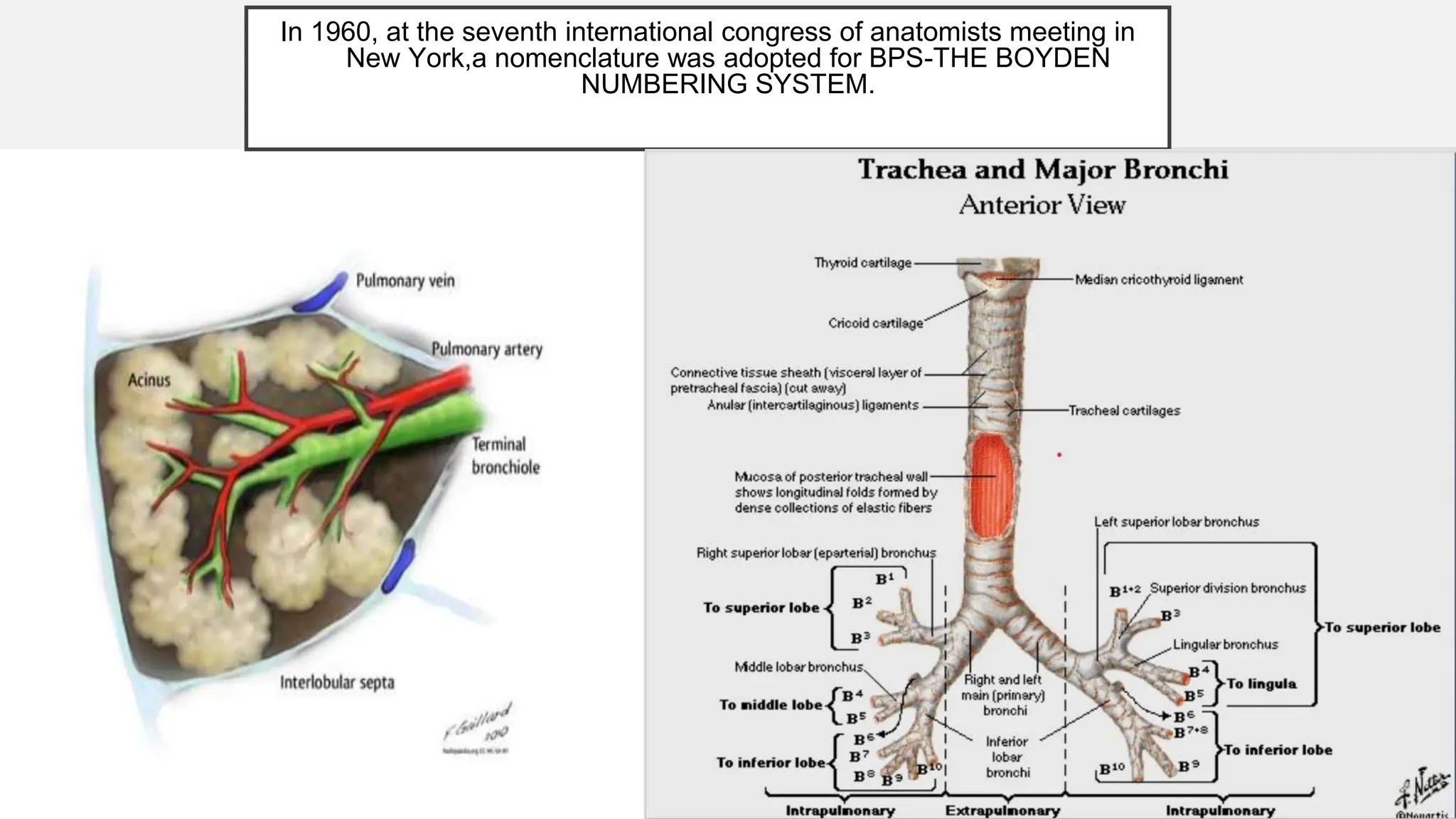 BRONCHOPULMONARY SEGMENTS RADIOLOGY AND IMAGING | PPTX