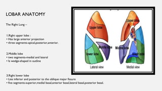 Lung Segment Anatomy Bronchopulmonary Segments