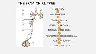 BRONCHOPULMONARY SEGMENTS RADIOLOGY AND IMAGING | PPTX