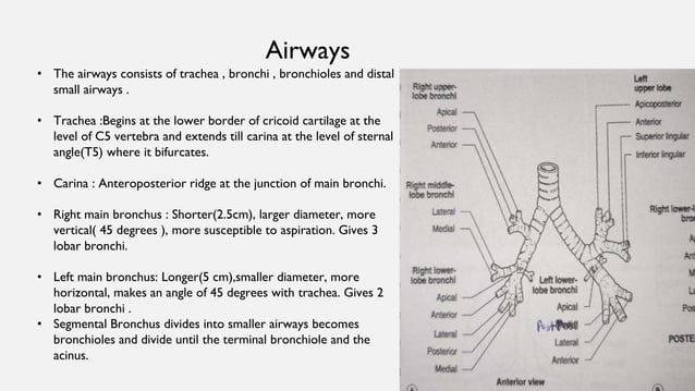 BRONCHOPULMONARY SEGMENTS RADIOLOGY AND IMAGING | PPTX
