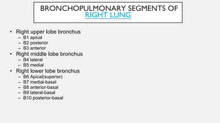 BRONCHOPULMONARY SEGMENTS RADIOLOGY AND IMAGING | PPTX