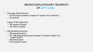 BRONCHOPULMONARY SEGMENTS RADIOLOGY AND IMAGING | PPTX