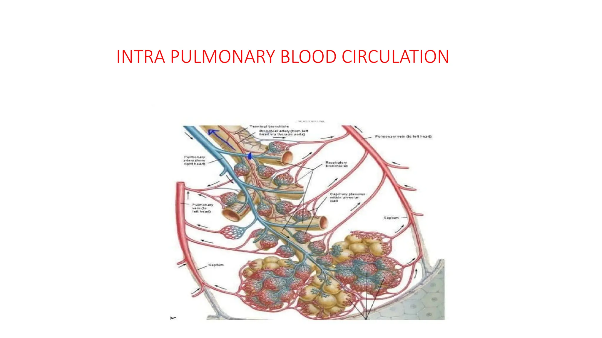 BRONCHO PULMONARY SEGMENTS of lung .pptx