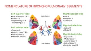 BRONCHO PULMONARY SEGMENTS of lung .pptx