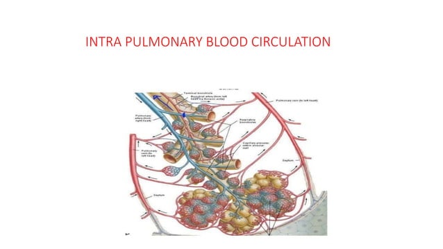 BRONCHO PULMONARY SEGMENTS of lung .pptx | Lung and Respiratory Health ...